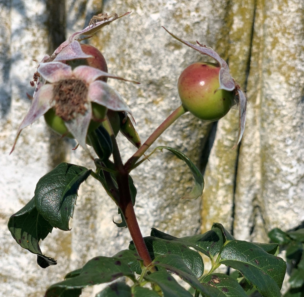 Ort - fraeulein-leni.com